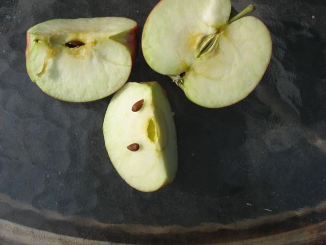 Harvest timing for apples and pears | Home and Garden | nrtoday.com