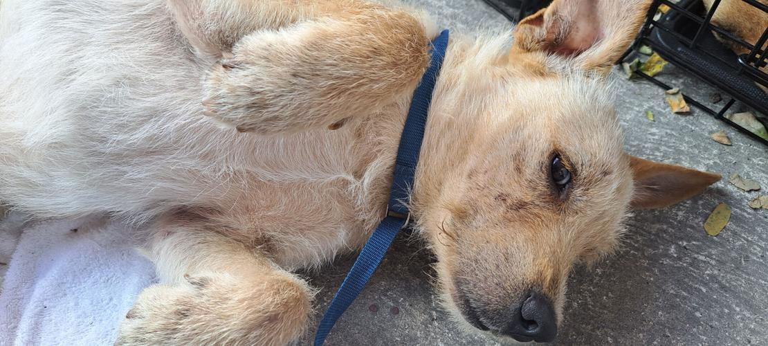 Operation Potcake: Providing animals care in the Bahamas | News ...