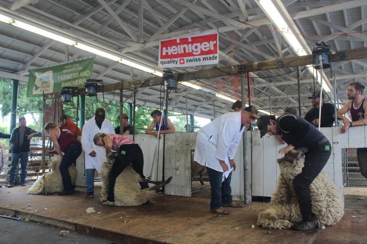 83rd annual Douglas County lamb show breaks records | Business ...