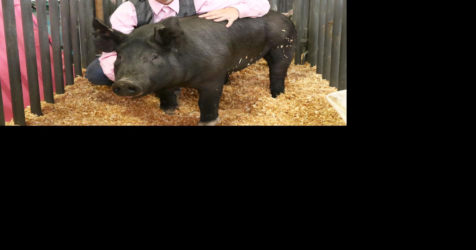 Teenagers showcase their pigs at the Douglas County Fair | News ...