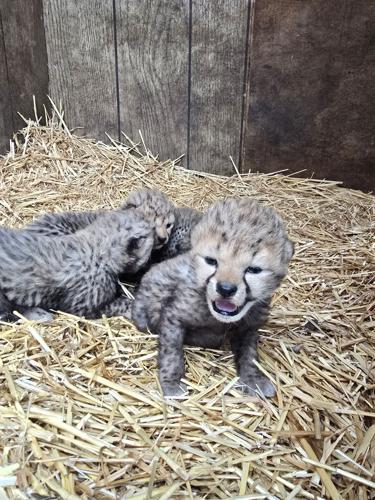 Wildlife Safari welcomes four new cheetah cubs | Family | nrtoday.com