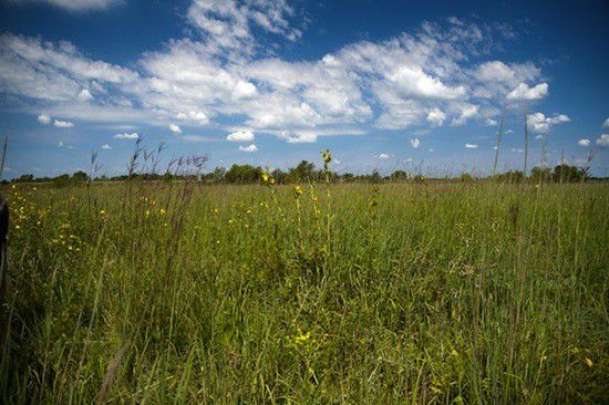 Newport: Indiana prairie's last best chance | Equality Freedom | nuvo.net