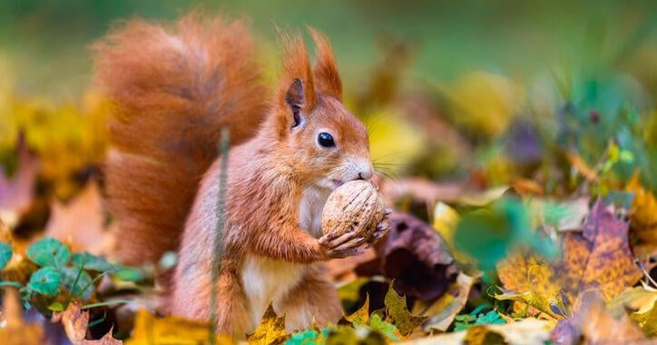 October is many things including… Squirrel Awareness Month ...