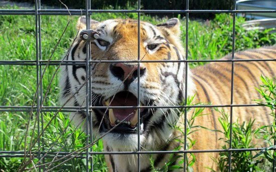 The lions and tigers of Indiana | News | nuvo.net