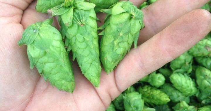 Indiana Bicentenni-ales using Indiana hops, malt and yeast strains ...