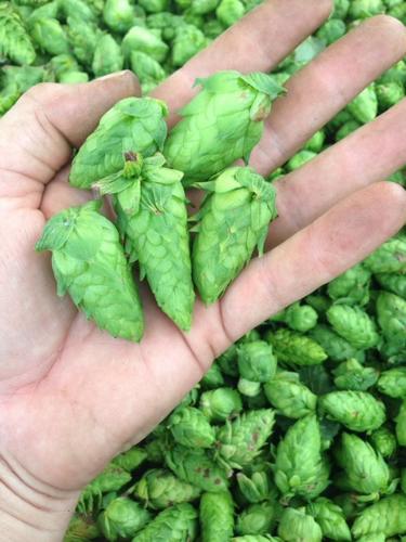 Indiana Bicentenni-ales using Indiana hops, malt and yeast strains ...