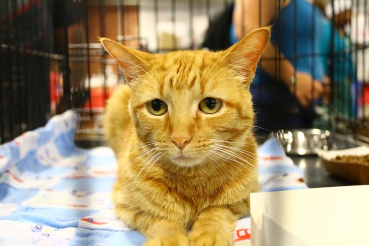 Slideshow: Mega Adoption Event | Multimedia | nuvo.net