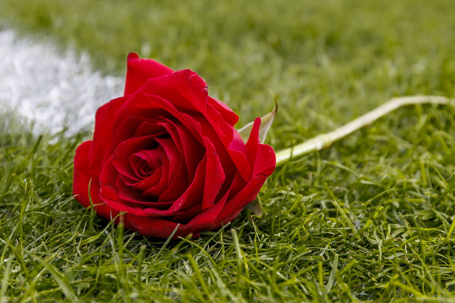 Slideshow: Indiana versus Alabama in 112th Rose Bowl Game | Sports ...