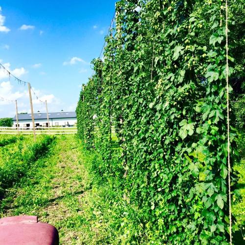 Howe Farms brings fresh, family farmed hops to Indiana breweries ...