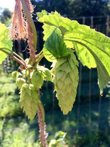 Howe Farms brings fresh, family farmed hops to Indiana breweries ...