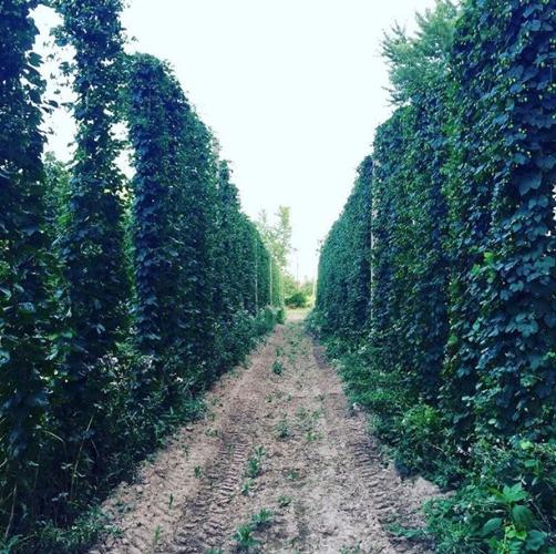 Four breweries launch beers using Howe Farms and Indy High Bines hop ...