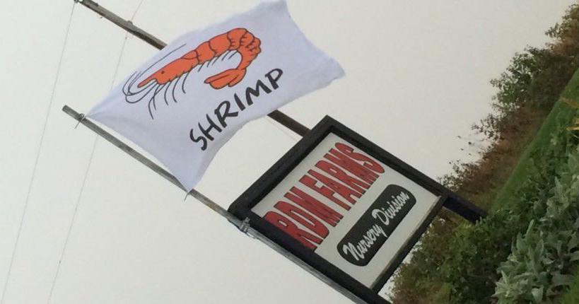Indiana State Fair 2015: shrimp farming | News | nuvo.net