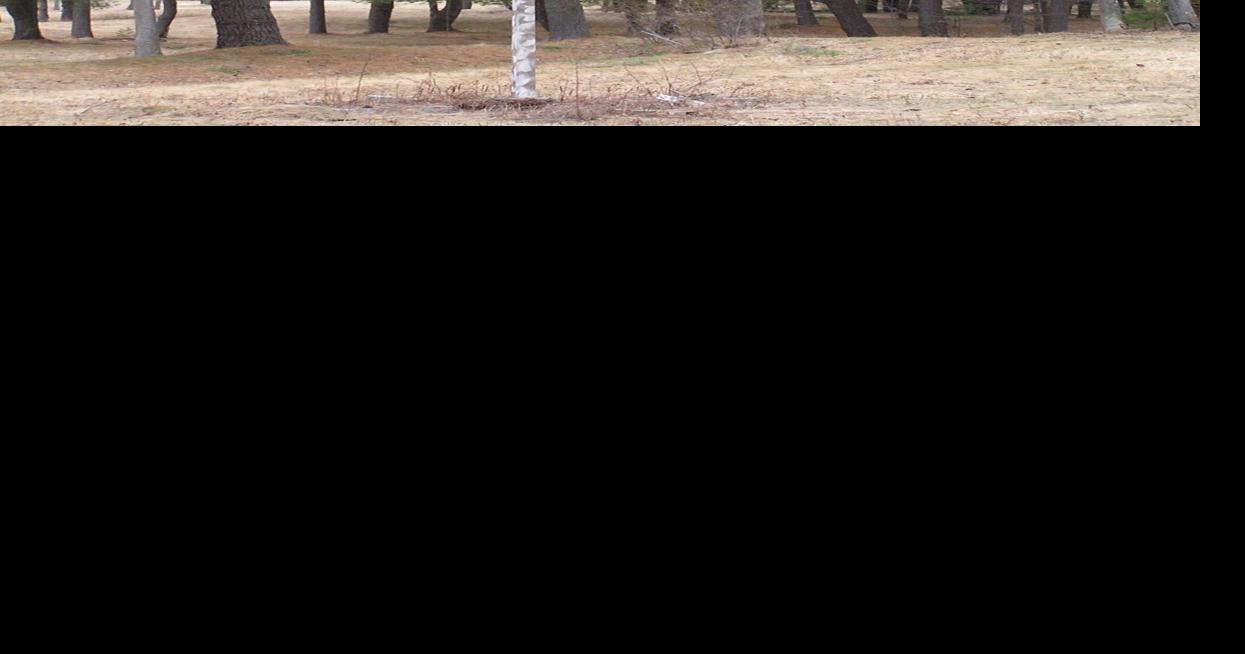 George Rickey's sculptures downtown | Visual | nuvo.net