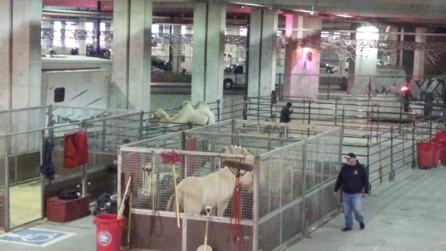 Standing up against cruelty and neglect: The choice to protest the use ...