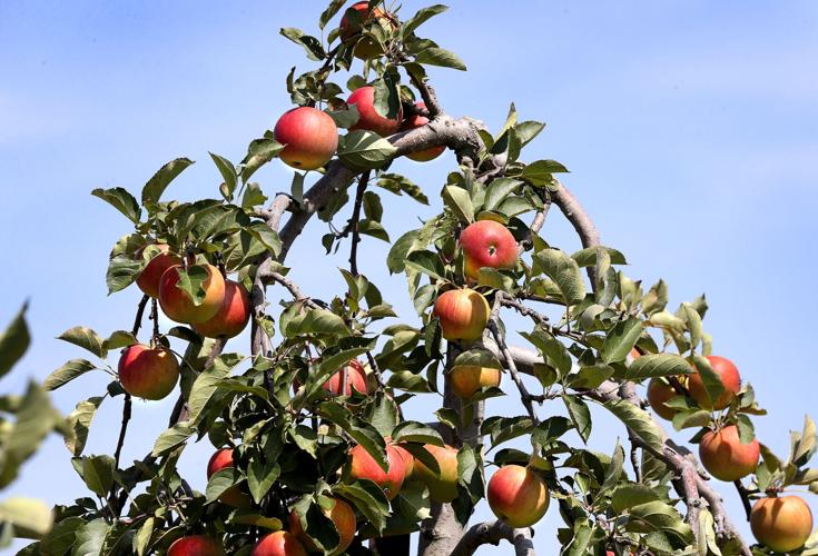 Drought, other factors take bite out of this season's apple crop ...