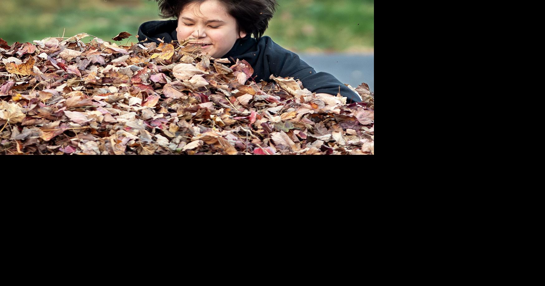 Diving Into Fall Leaves | Nvdaily | nvdaily.com