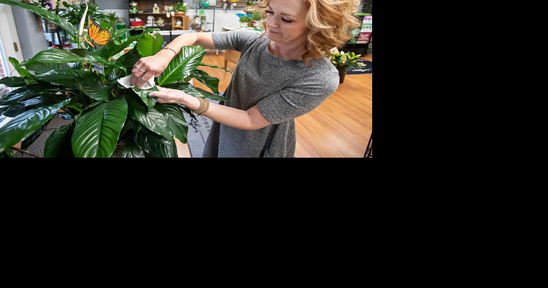 9 house plants that thrive on neglect | Nvdaily | nvdaily.com