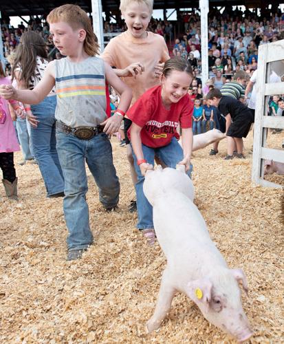 Shenandoah County Fair Pig Scramble | Nvdaily | nvdaily.com