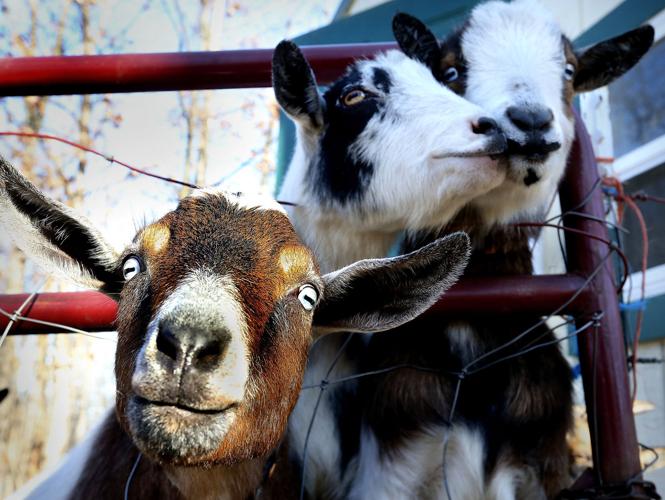 Got invasive plants? Let 7 Hungry Goats munch away that mess ...