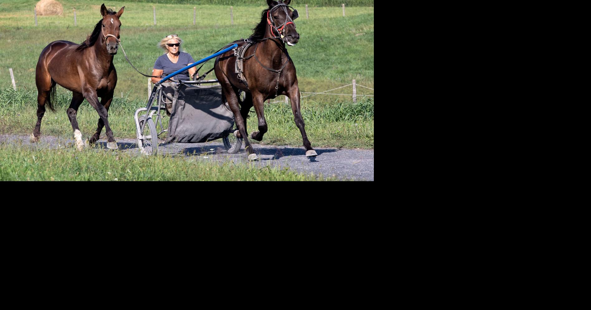 Longtime harness driver to be honored at opening weekend | Nvdaily ...