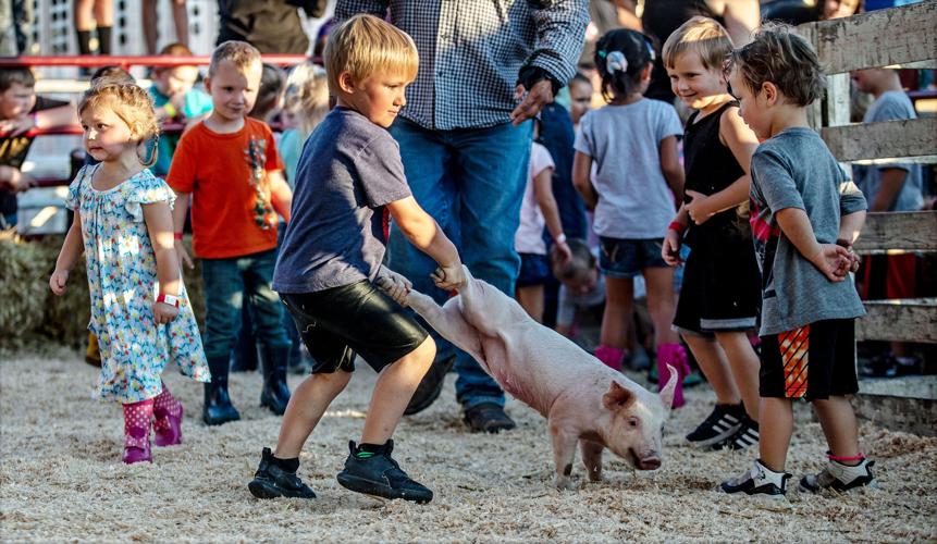 Kids go hog wild at pig scramble at Shenandoah County Fair | Nvdaily ...