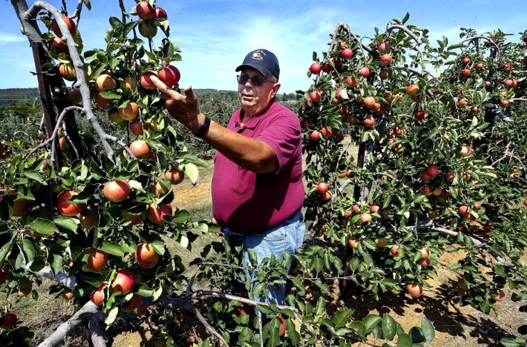 Drought, other factors take bite out of this season's apple crop ...