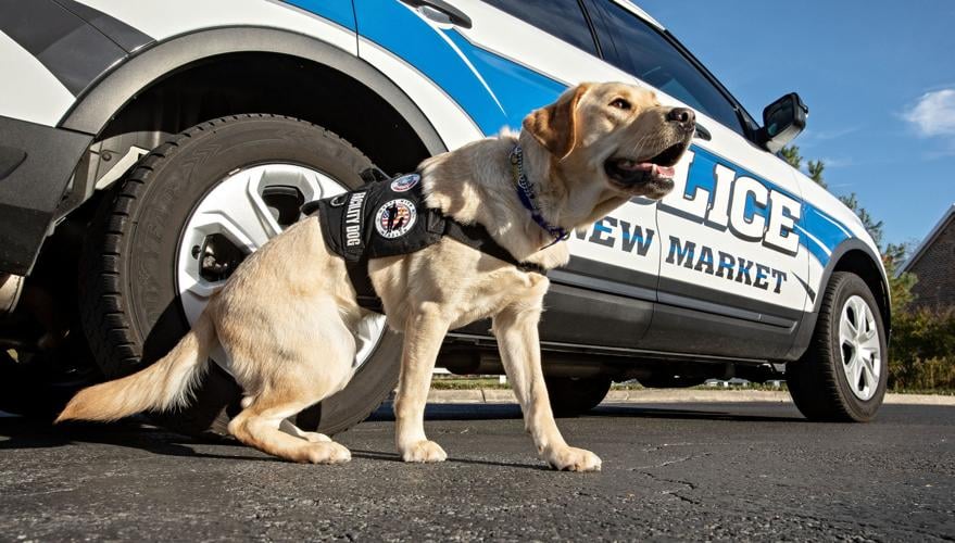 New Market police service dog can really 'stick' to it | Nvdaily ...