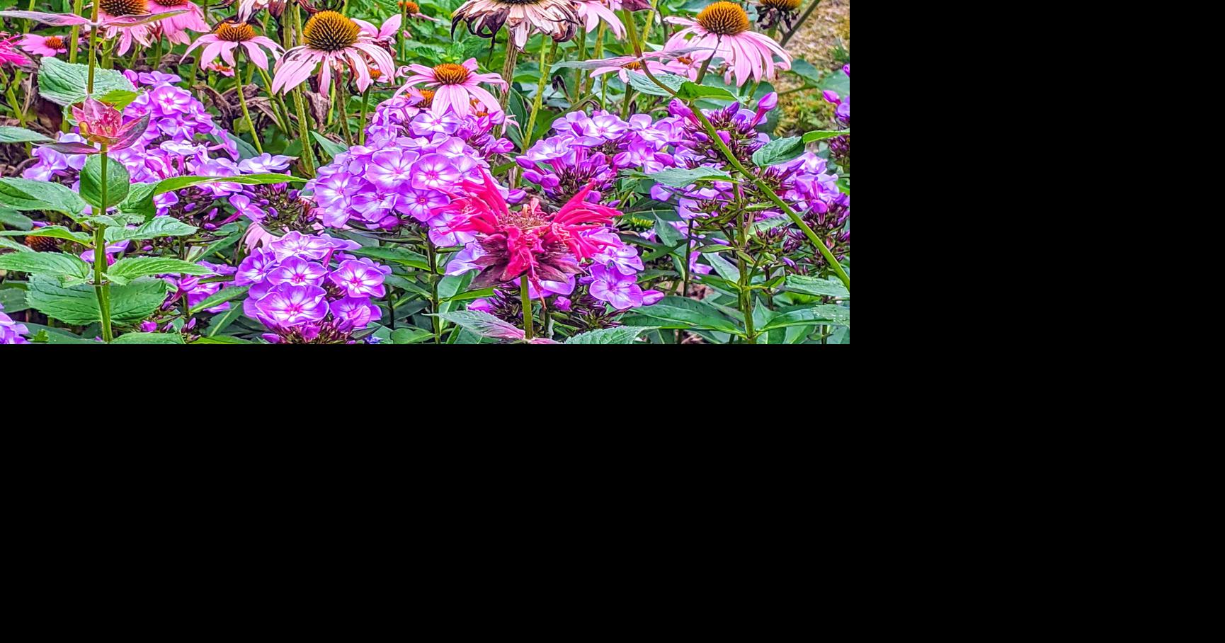 Plant native plants in fall before winter blows in | Nvdaily | nvdaily.com