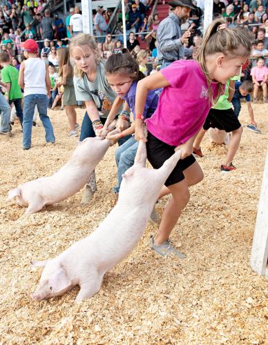 Shenandoah County Fair Pig Scramble | Nvdaily | nvdaily.com