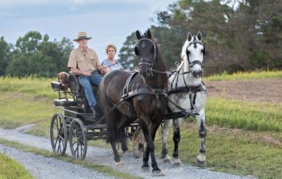 Carriage Ride | Featured Stand Alone Photo | nvdaily.com