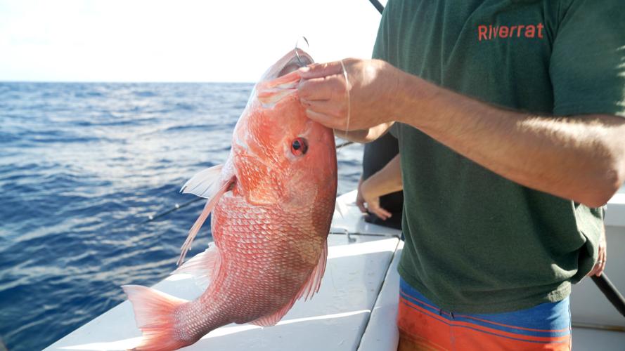 Fishermen prepared for the longest red snapper season in recent memory ...