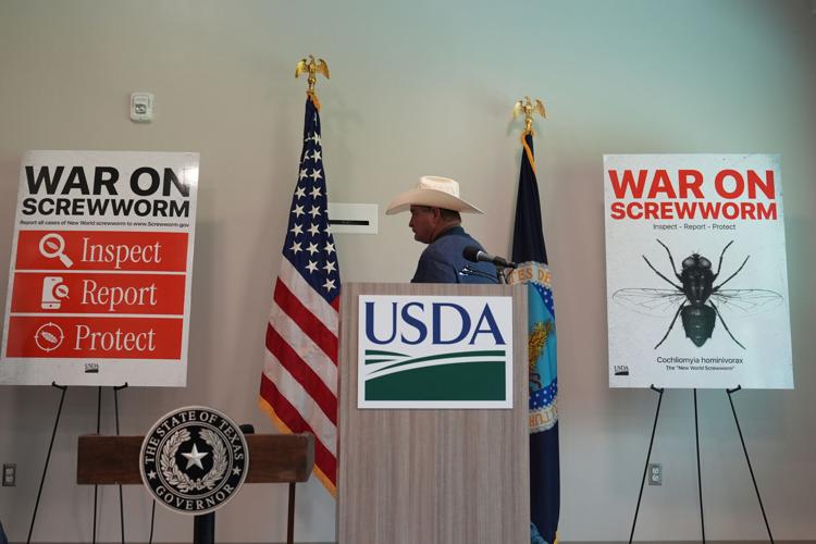 A flesh-eating cattle parasite spreads beyond Texas as new screwworm ...
