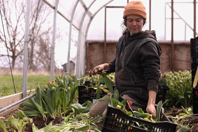 Northeast flower and fruit farmers grapple with whiplash weather ...