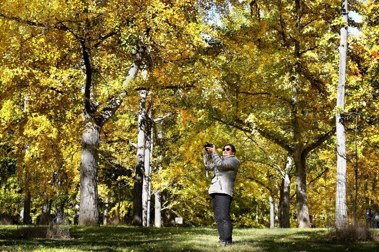 'It is a spectacular view': Gingko grove's foliage nearing peak color ...