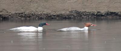 Duck Weather | Featured Stand Alone Photo | nvdaily.com