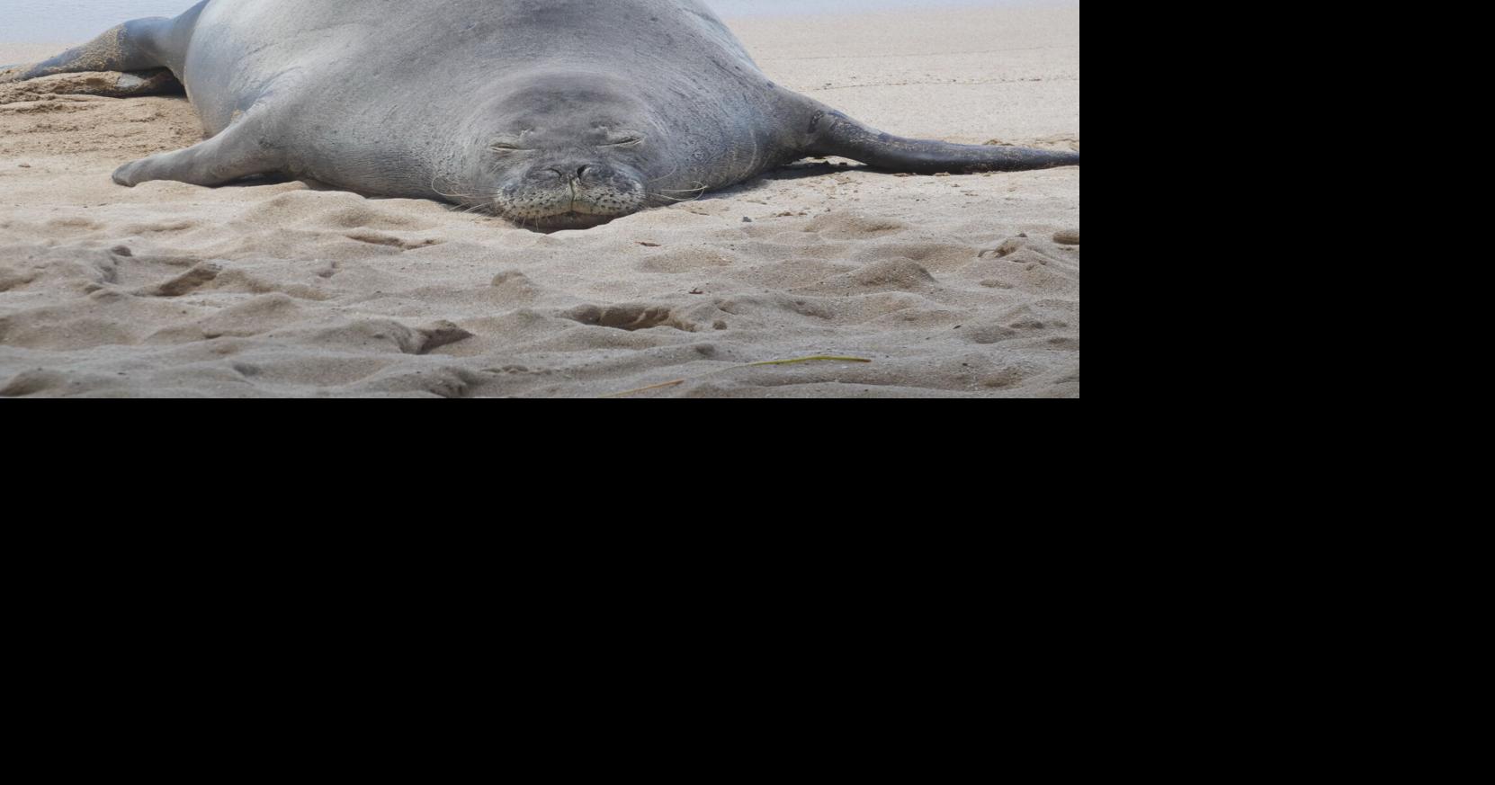 Washington tourist pleads not guilty in Hawaiian monk seal rock case ...