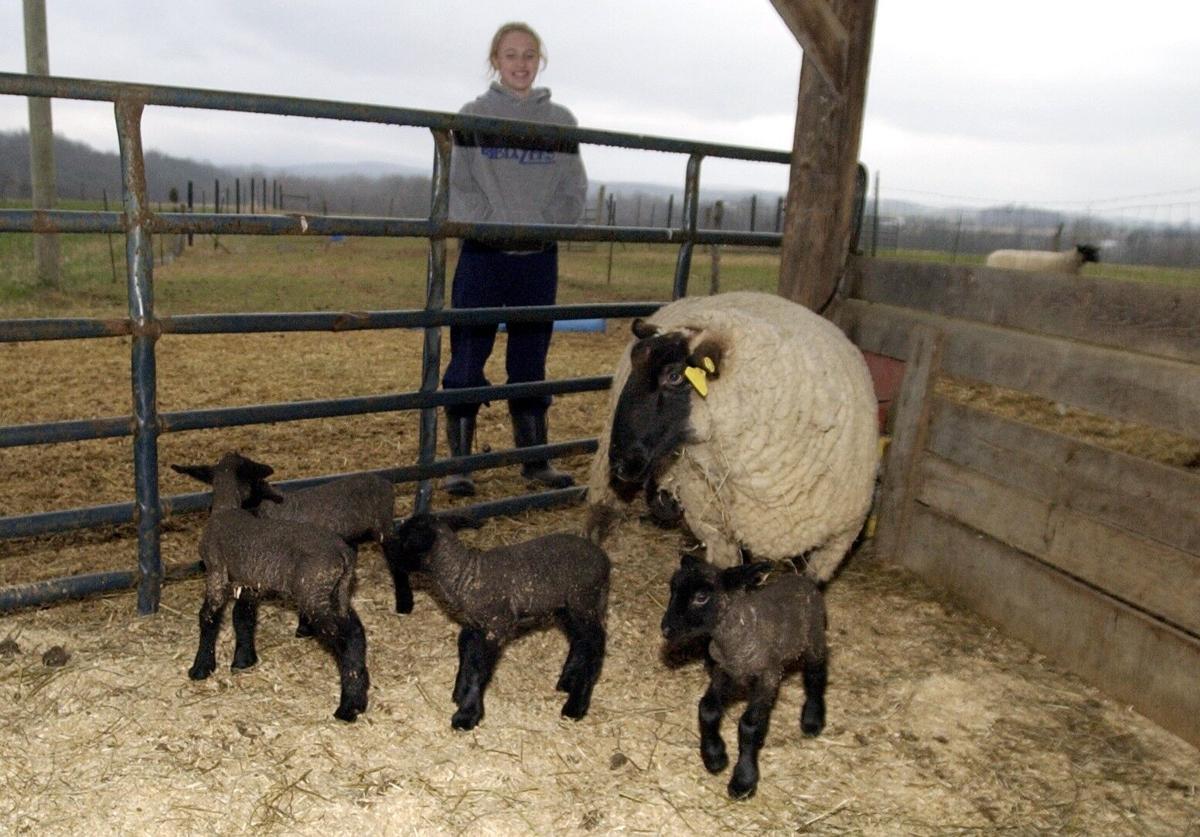 Can ewe believe it? Lamb gives birth to rare quadruplets | Nvdaily ...