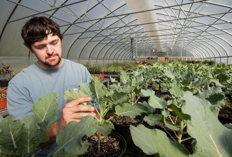 Farm market has story to tell, produce to sell | Nvdaily | nvdaily.com