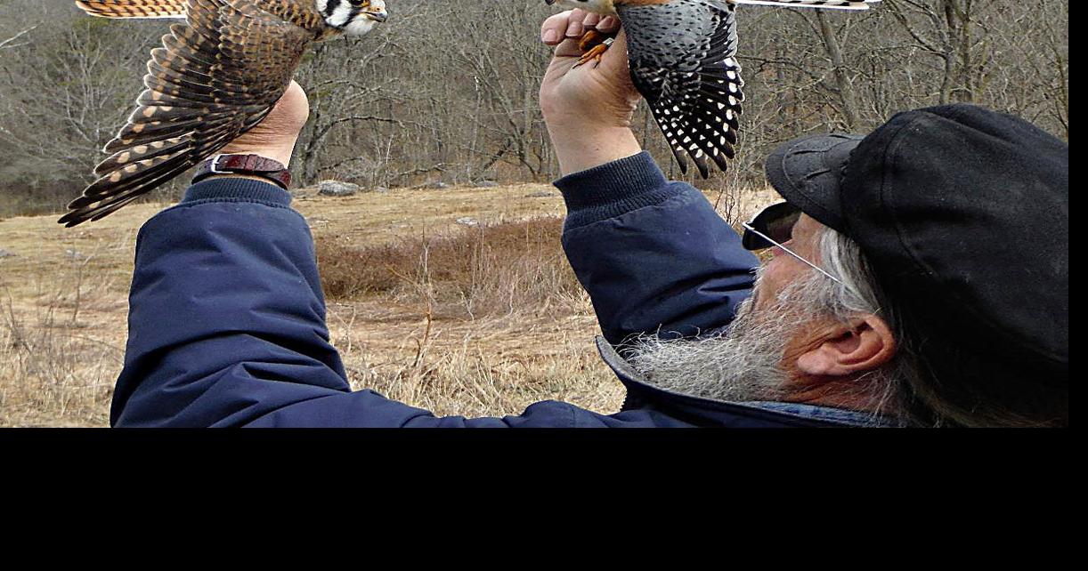 Area kestrel experts to discuss success in Shenandoah County | Nvdaily ...