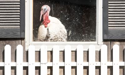 Inside Looking Out | Nvdaily | nvdaily.com