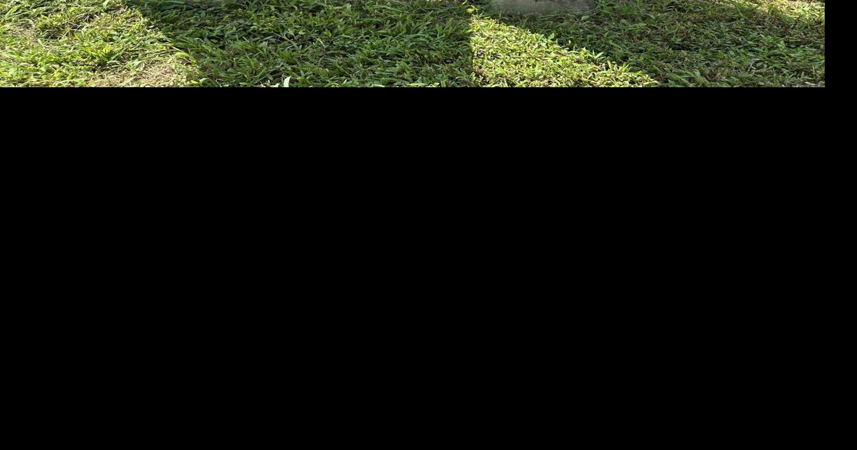 Here's the buzz on beehive distribution program | Nvdaily | nvdaily.com