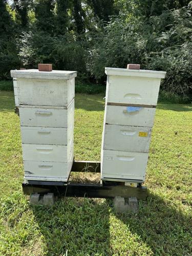 Here's the buzz on beehive distribution program | Nvdaily | nvdaily.com