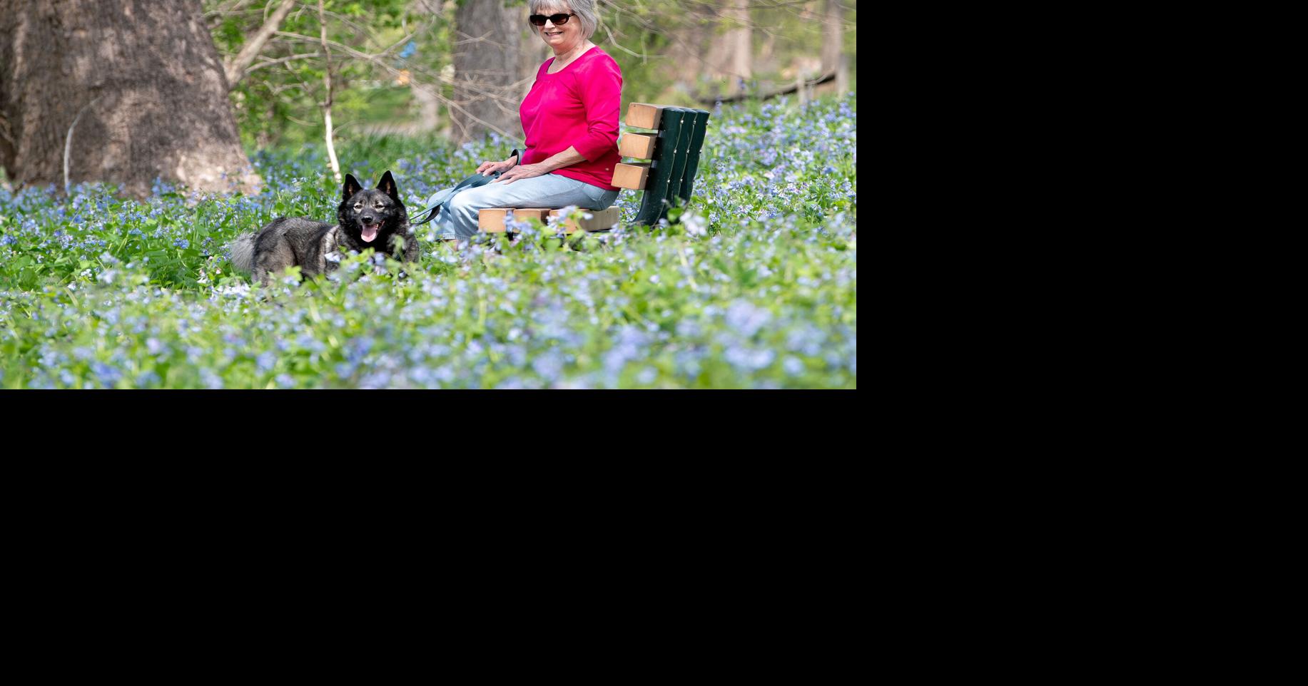 Field of Bluebells | Nvdaily | nvdaily.com