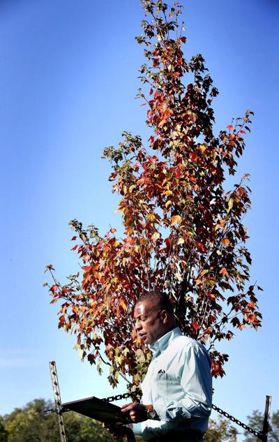 Tree honors people who died from drug overdose | Nvdaily | nvdaily.com