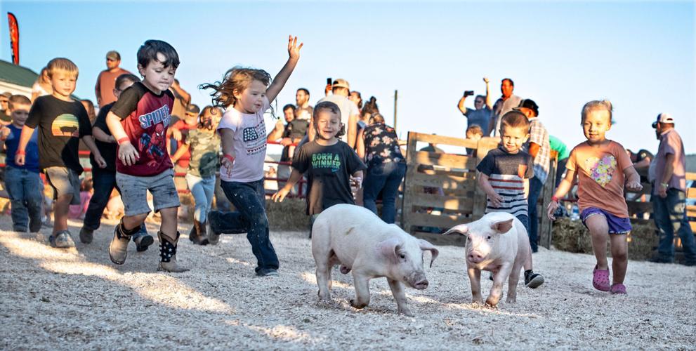 Large crowd gathers for annual pig scramble at Shenandoah County Fair ...