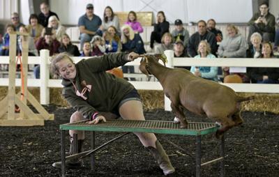Kids conquer county fair’s goat obstacle course | Local-news | nvdaily.com