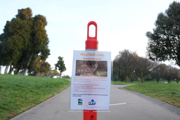 Mountain lion roams posh San Francisco neighborhood before being ...