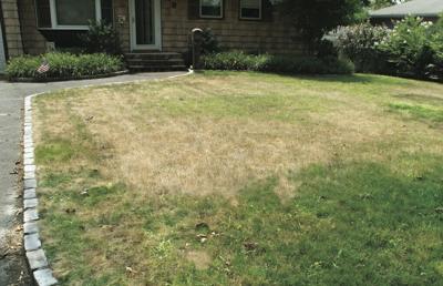 Tips for lawn care during long dry summers | Nvdaily | nvdaily.com