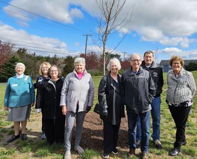 DAR tree dedication | Nvdaily | nvdaily.com