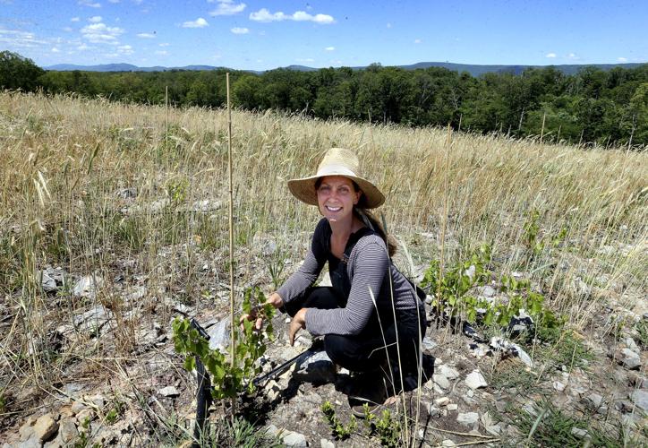 At Laurel Grove Wine Farm, a new marketplace and a continued vision ...